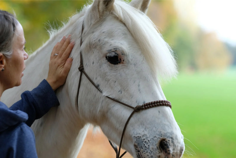 Strangles in Horses: Understanding the Highly Contagious Equine Diseas ...