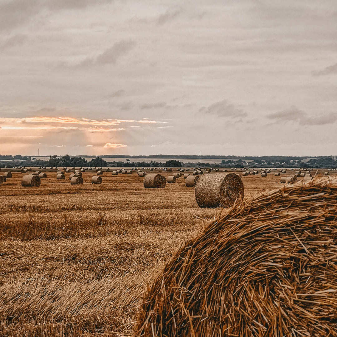 Hey, I'm Looking For Hay: A Comprehensive Guide - Oakford Stockfeeds