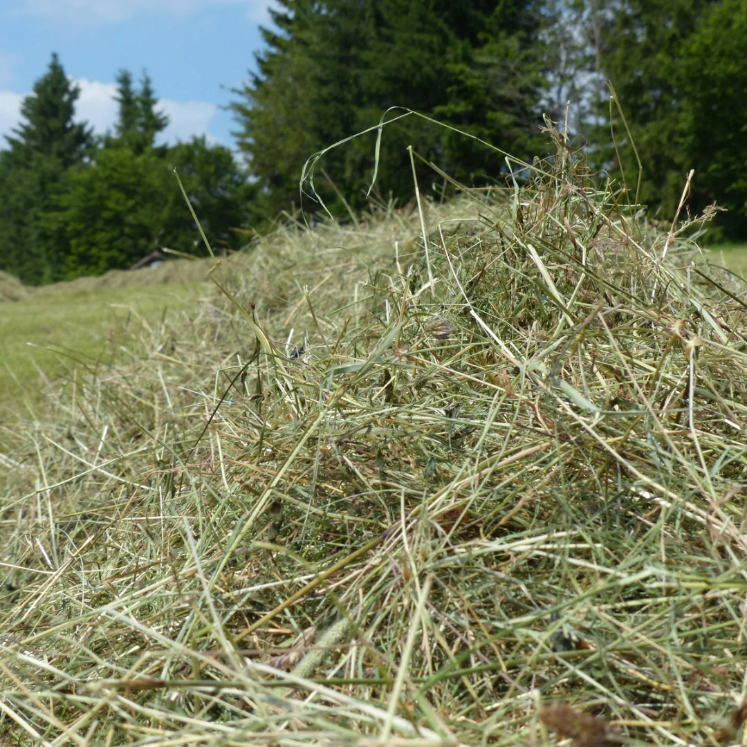 Teff Hay for Horses: What You Need to Know - Oakford Stockfeeds