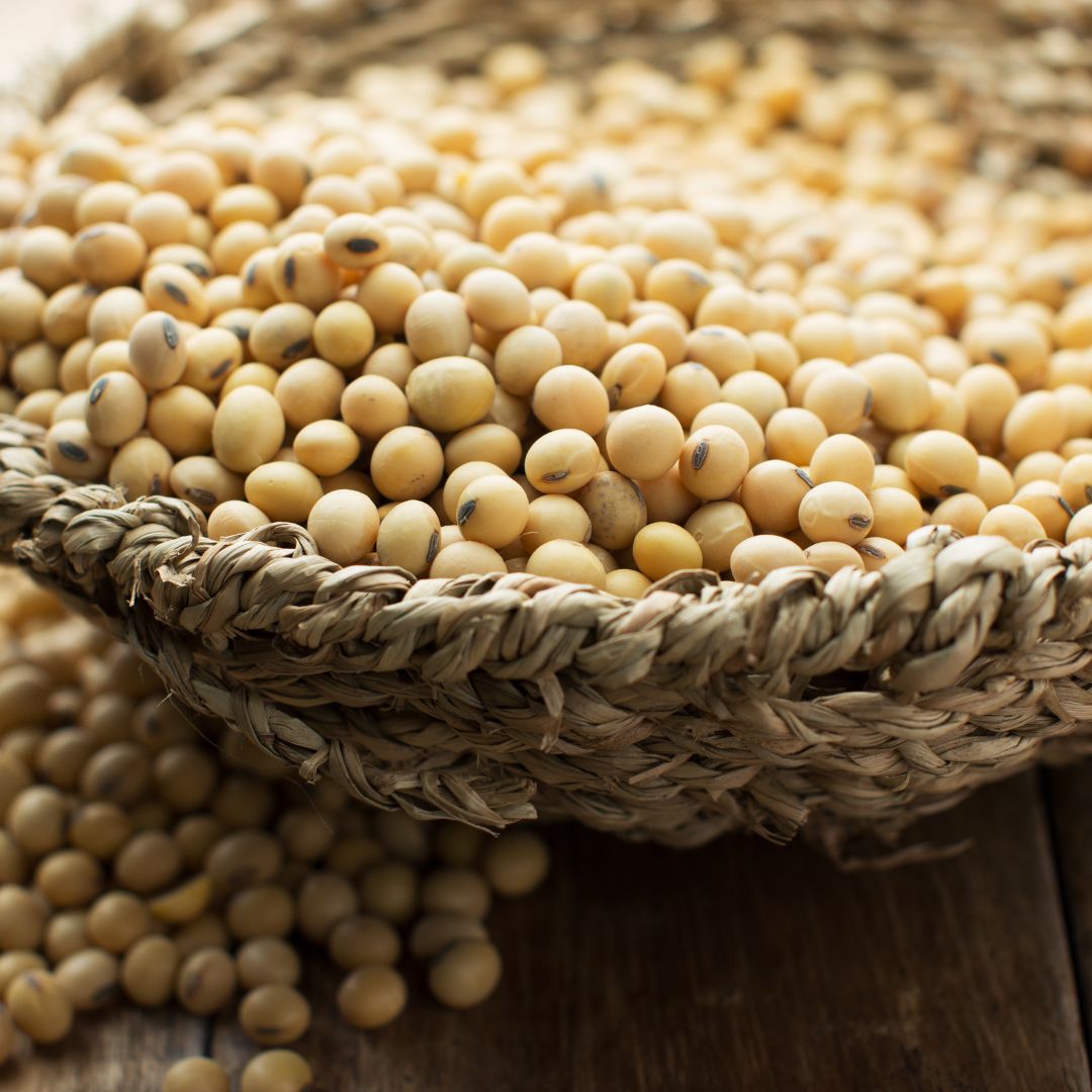 Feeding Soy to Horses: 7 Myths and Facts Every Horse Owner Should Know ...